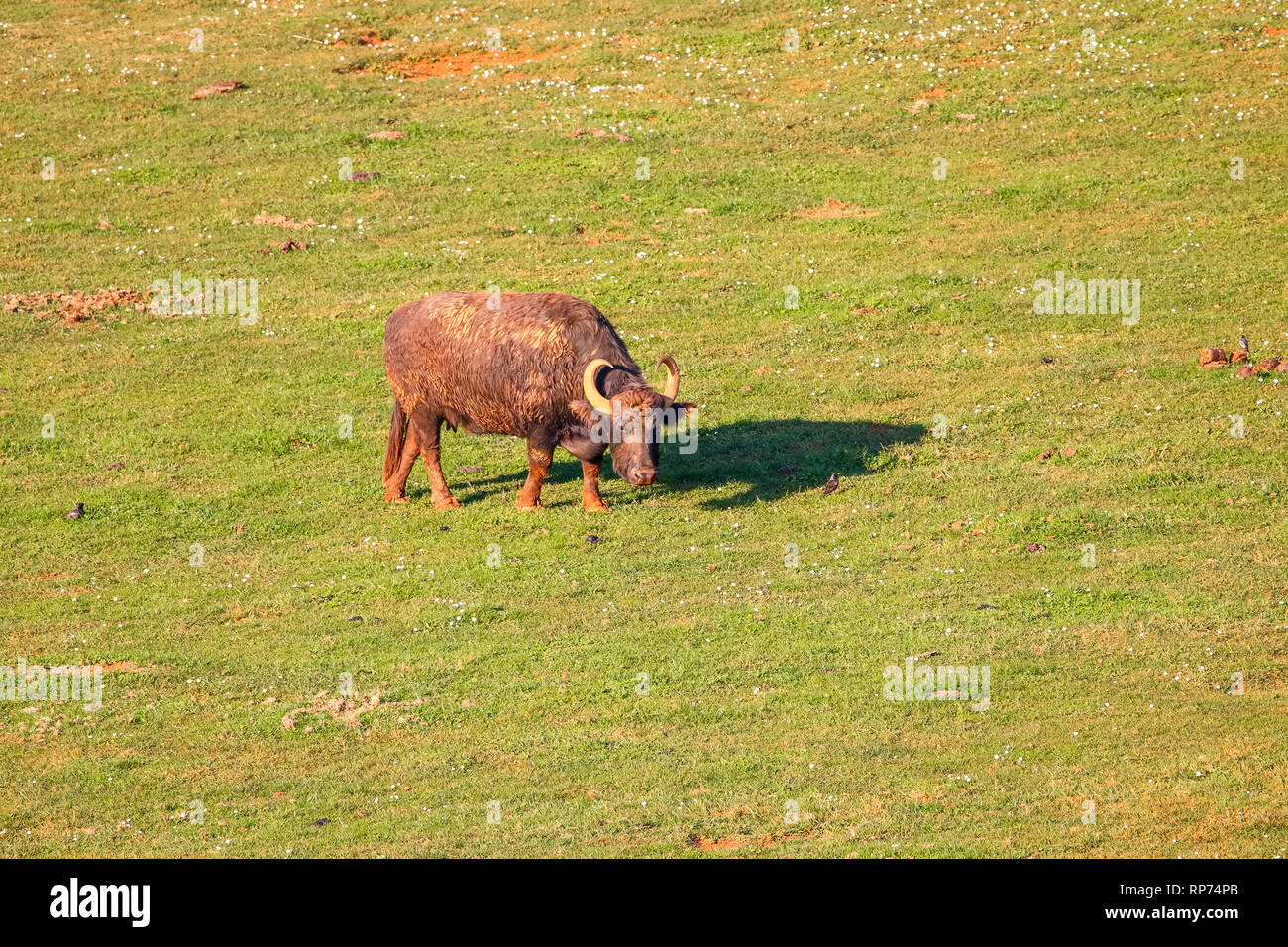 Buffalo in grass field Stock Photo - Alamy