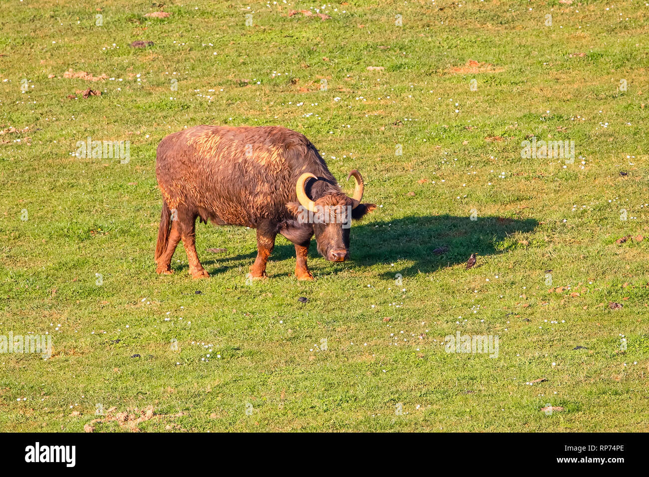 Buffalo in grass field Stock Photo - Alamy