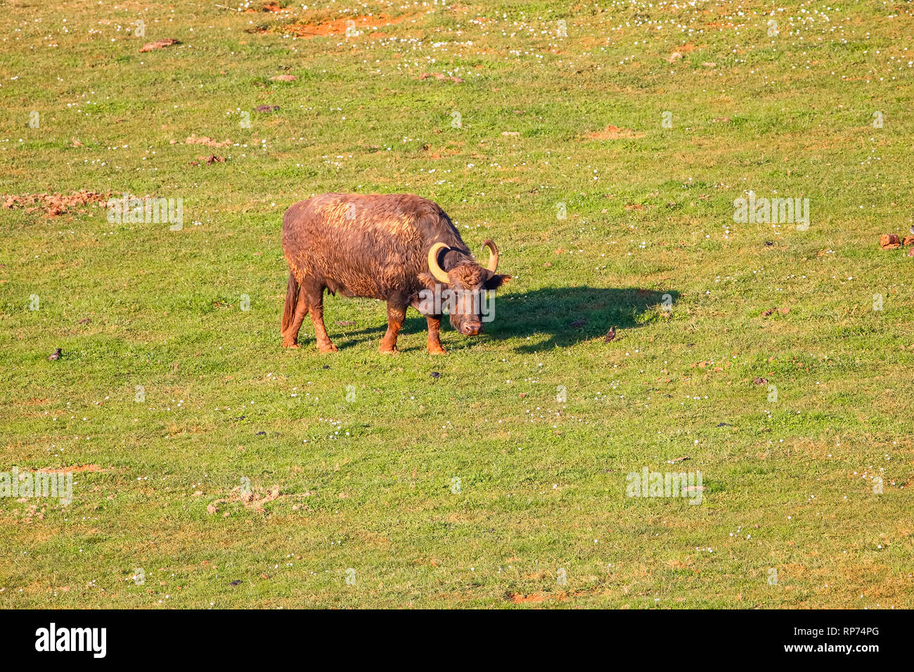 Buffalo in grass field Stock Photo - Alamy
