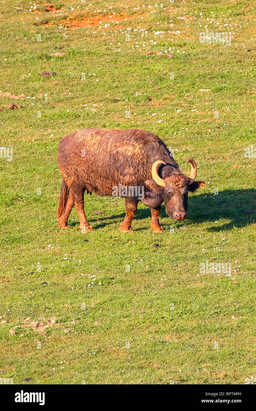 Buffalo in grass field Stock Photo - Alamy