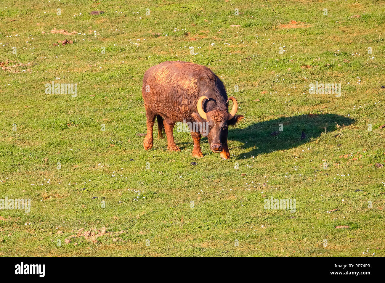 Buffalo in grass field Stock Photo - Alamy