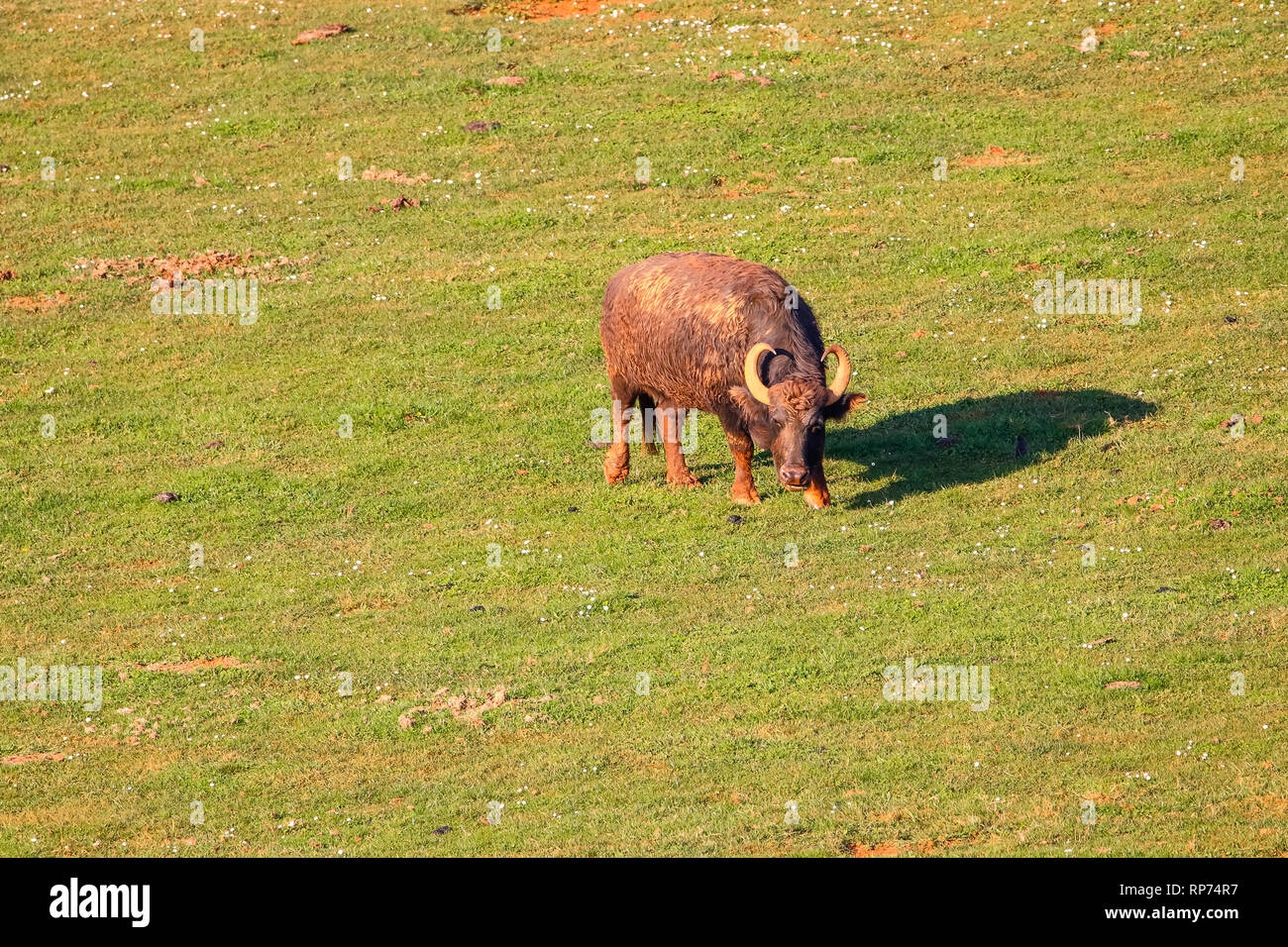Buffalo in grass field Stock Photo - Alamy
