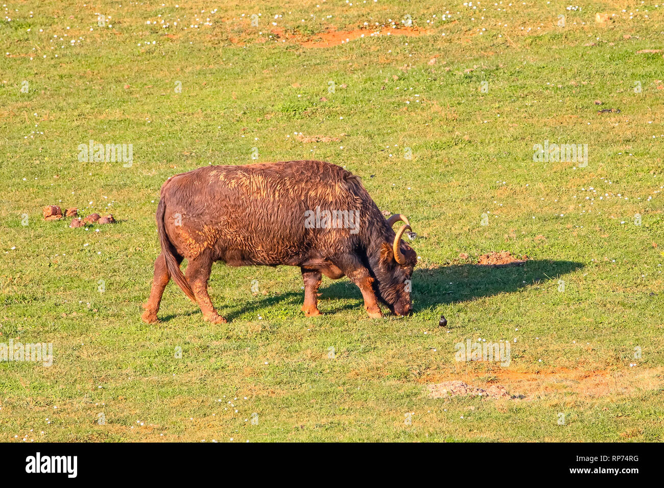 Buffalo in grass field Stock Photo - Alamy