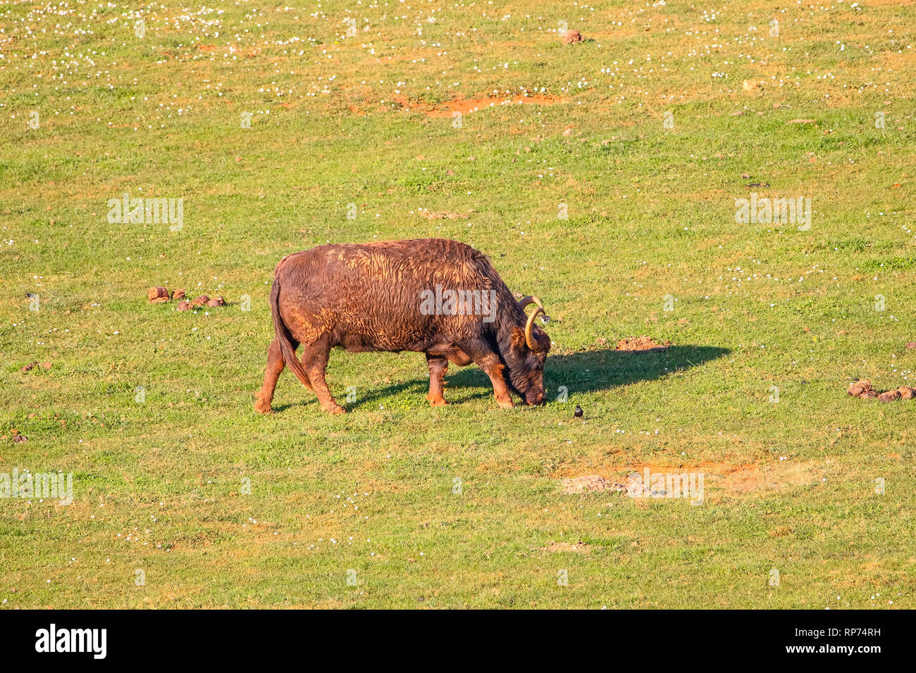 Buffalo in grass field Stock Photo - Alamy