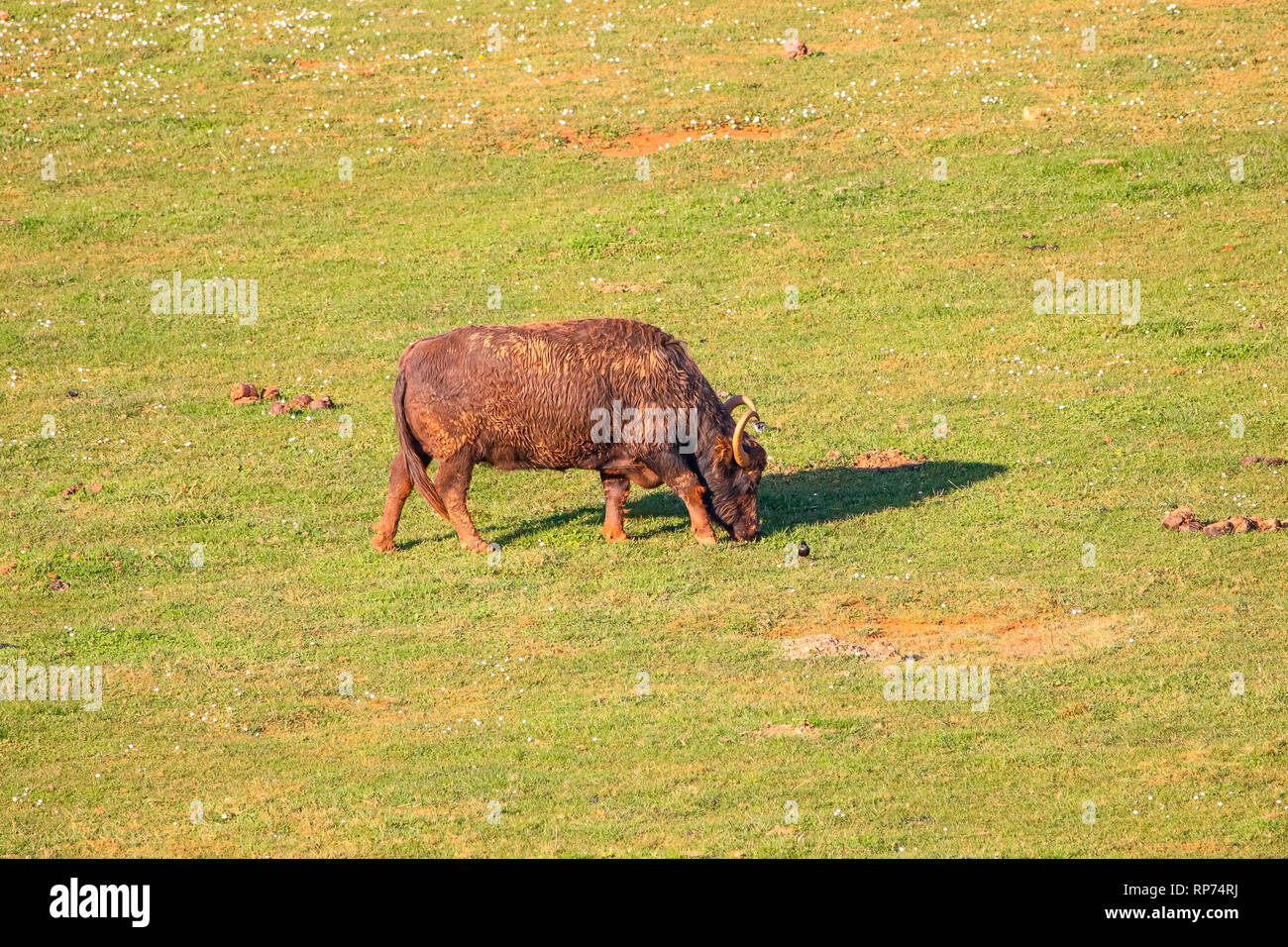Buffalo in grass field Stock Photo - Alamy