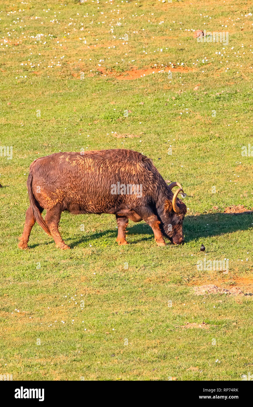 Buffalo in grass field Stock Photo - Alamy