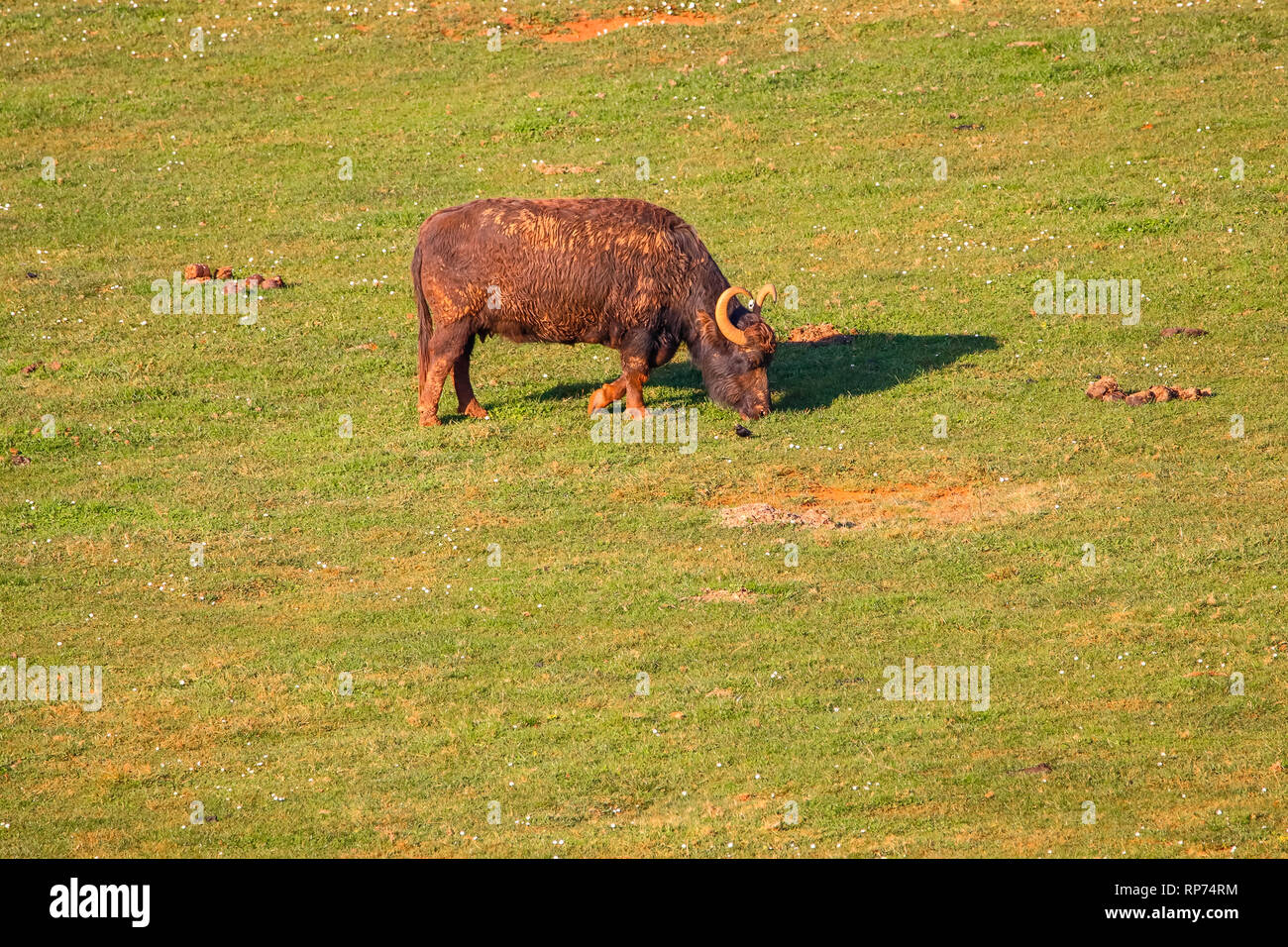 Buffalo in grass field Stock Photo - Alamy