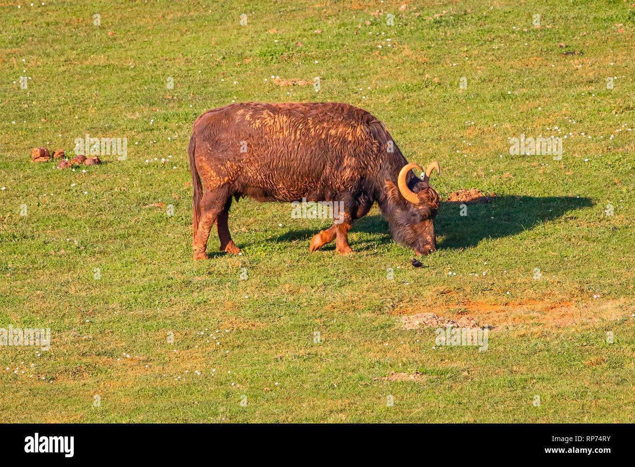 Buffalo in grass field Stock Photo - Alamy
