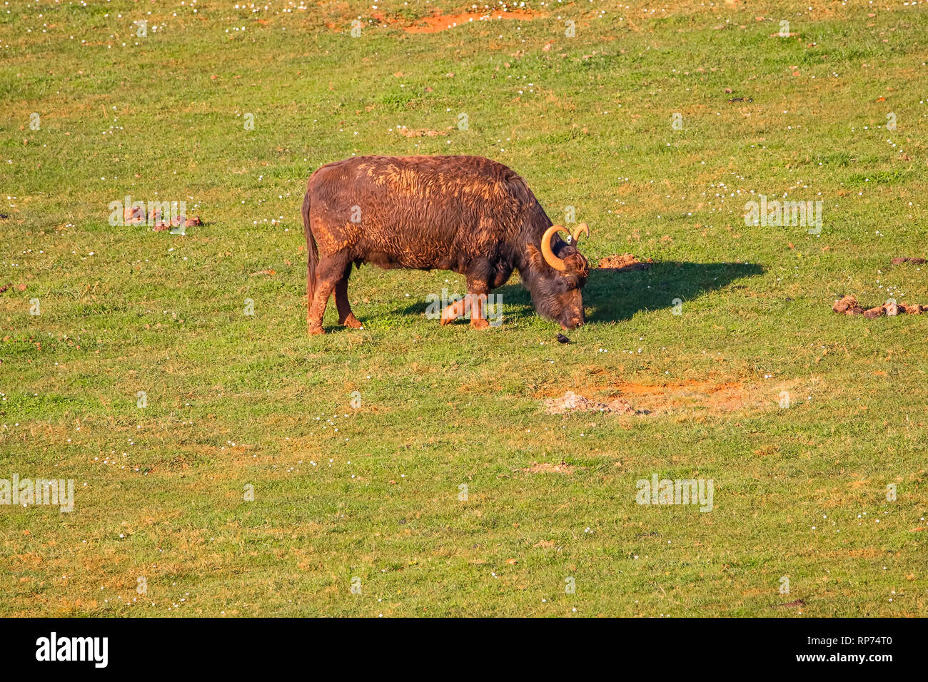 Buffalo in grass field Stock Photo - Alamy