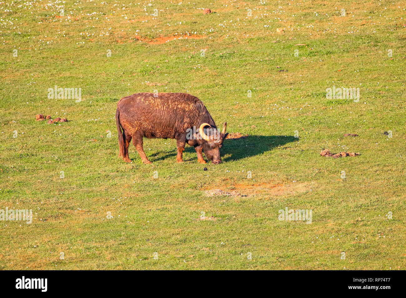 Buffalo in grass field Stock Photo - Alamy