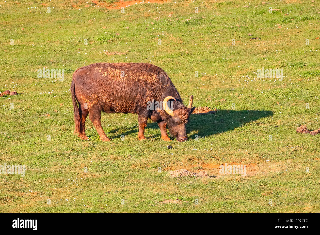 Buffalo in grass field Stock Photo - Alamy
