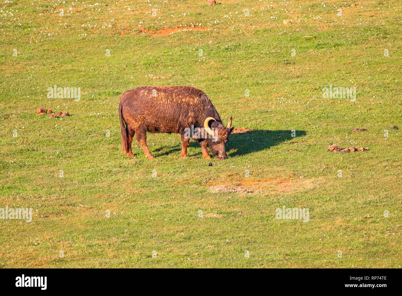Buffalo in grass field Stock Photo - Alamy