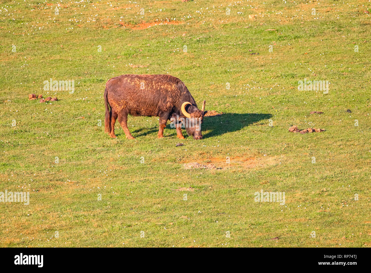 Buffalo in grass field Stock Photo - Alamy