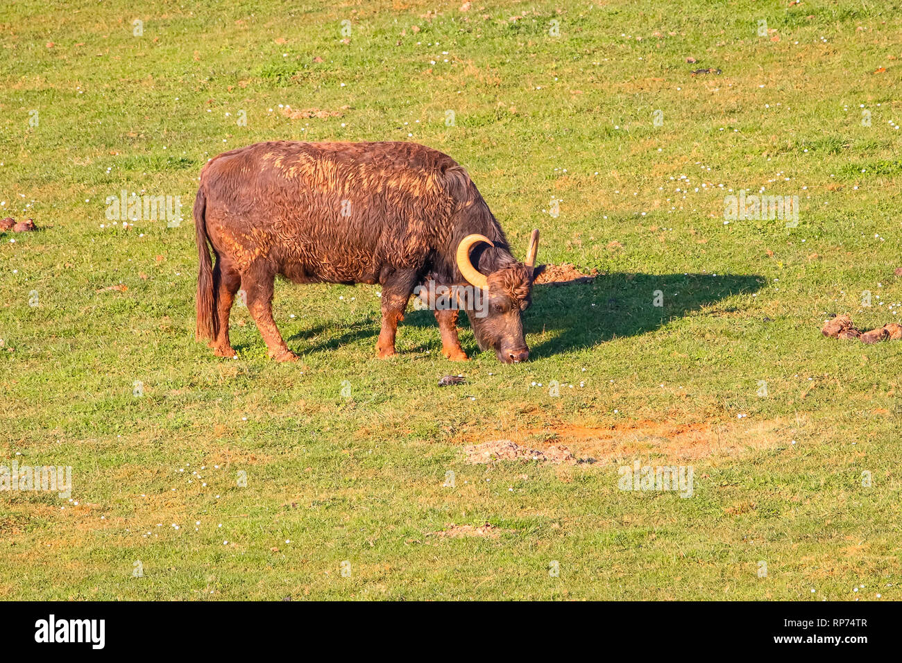 Buffalo in grass field Stock Photo - Alamy