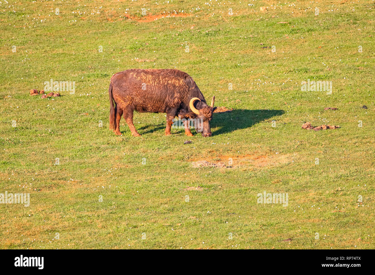 Buffalo in grass field Stock Photo - Alamy