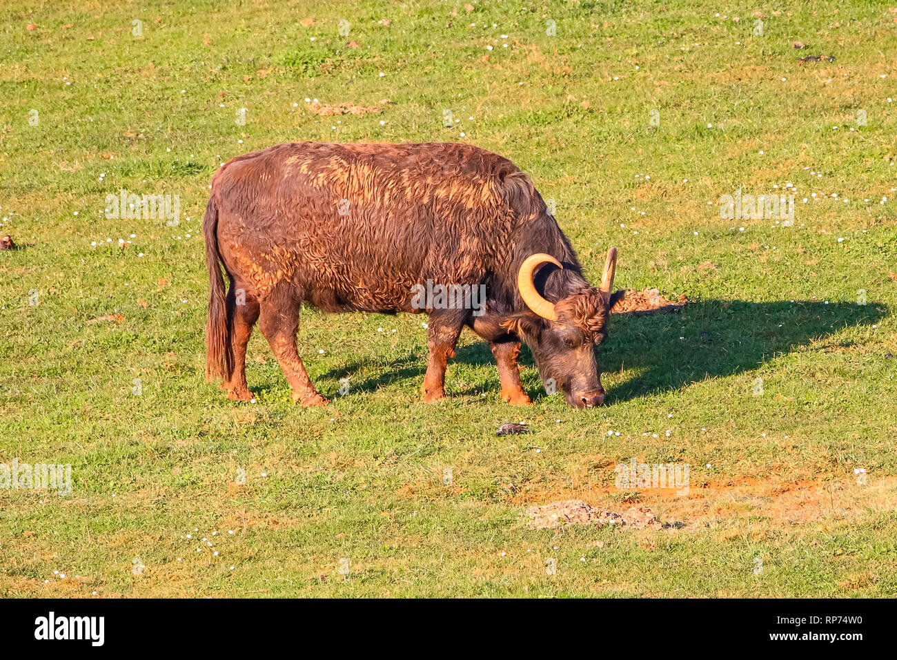 Buffalo in grass field Stock Photo - Alamy