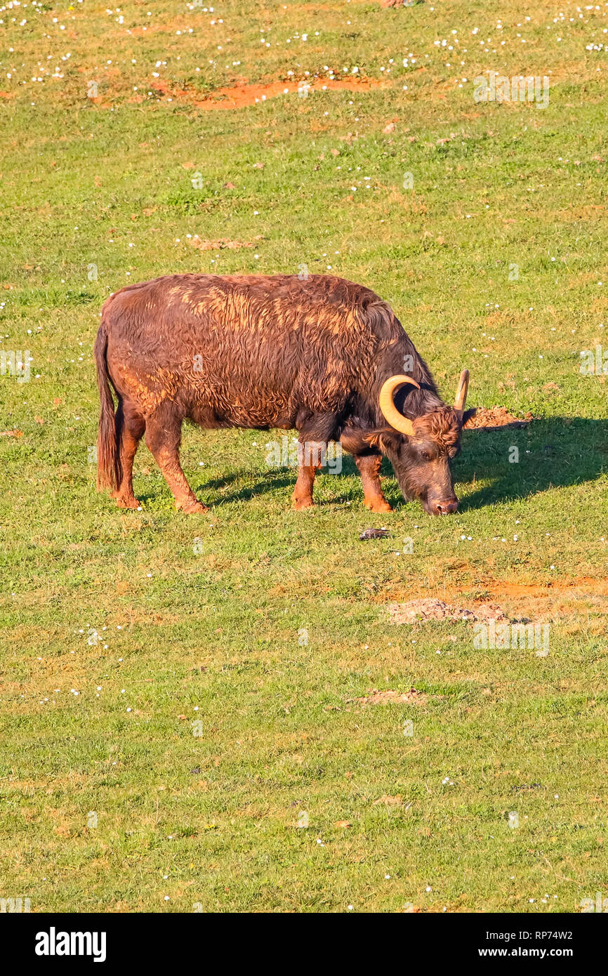 Buffalo in grass field Stock Photo - Alamy