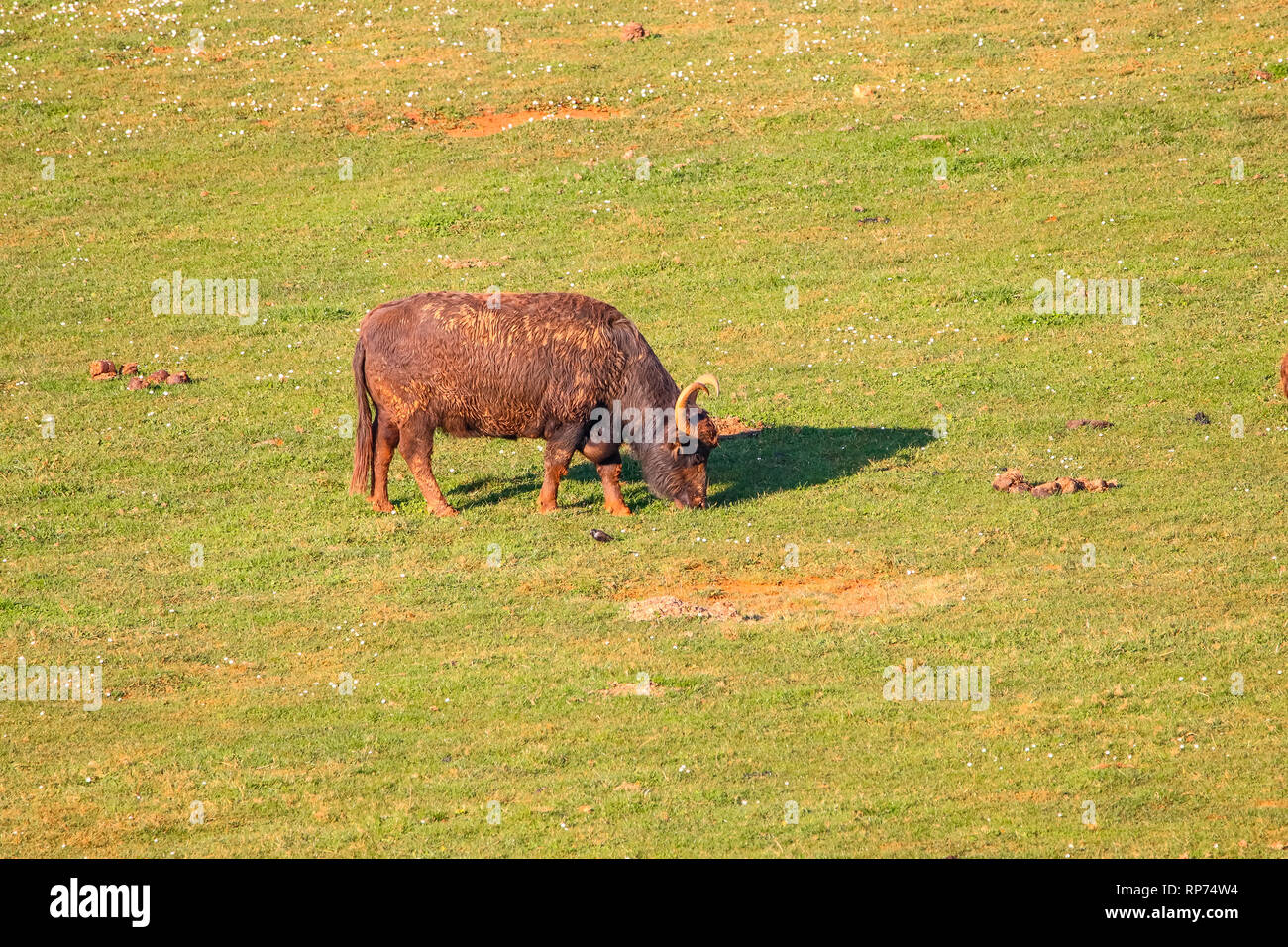 Buffalo in grass field Stock Photo - Alamy