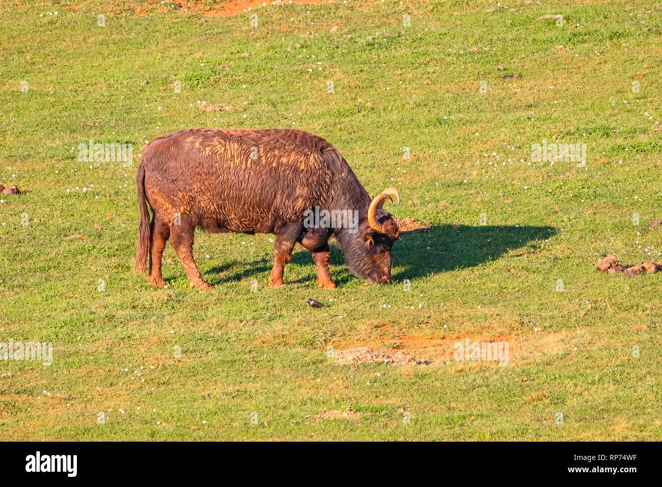 Buffalo in grass field Stock Photo - Alamy