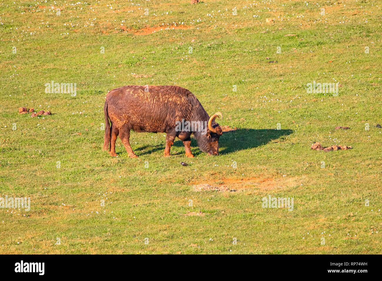 Buffalo in grass field Stock Photo - Alamy