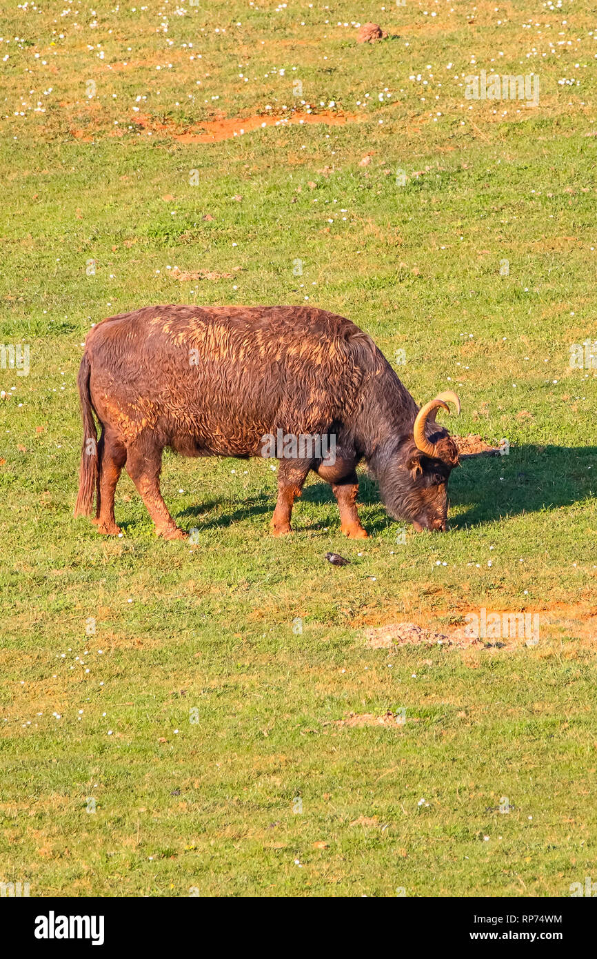 Buffalo in grass field Stock Photo - Alamy