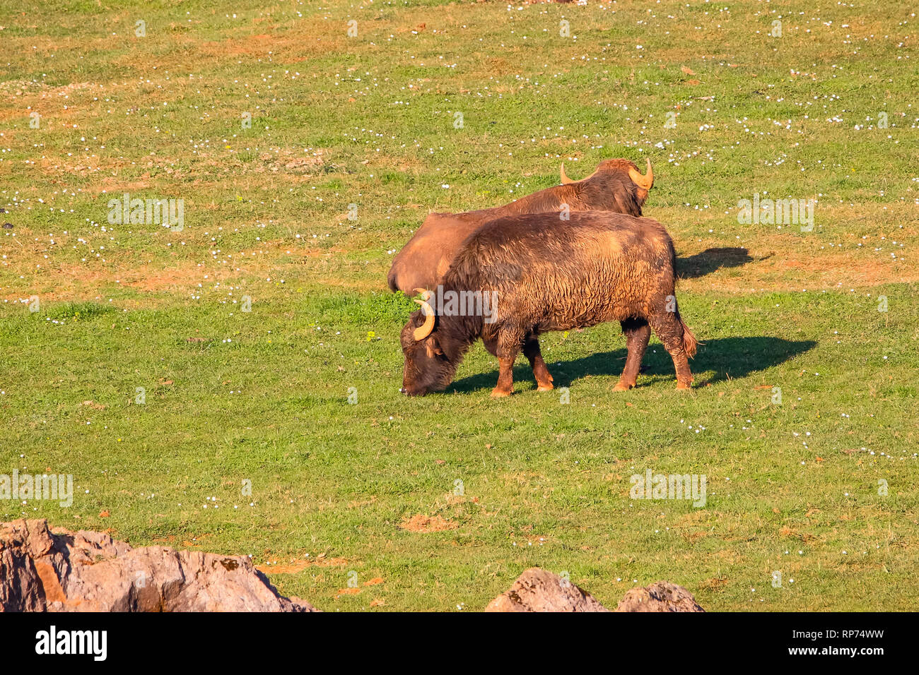 Buffalo in grass field Stock Photo - Alamy