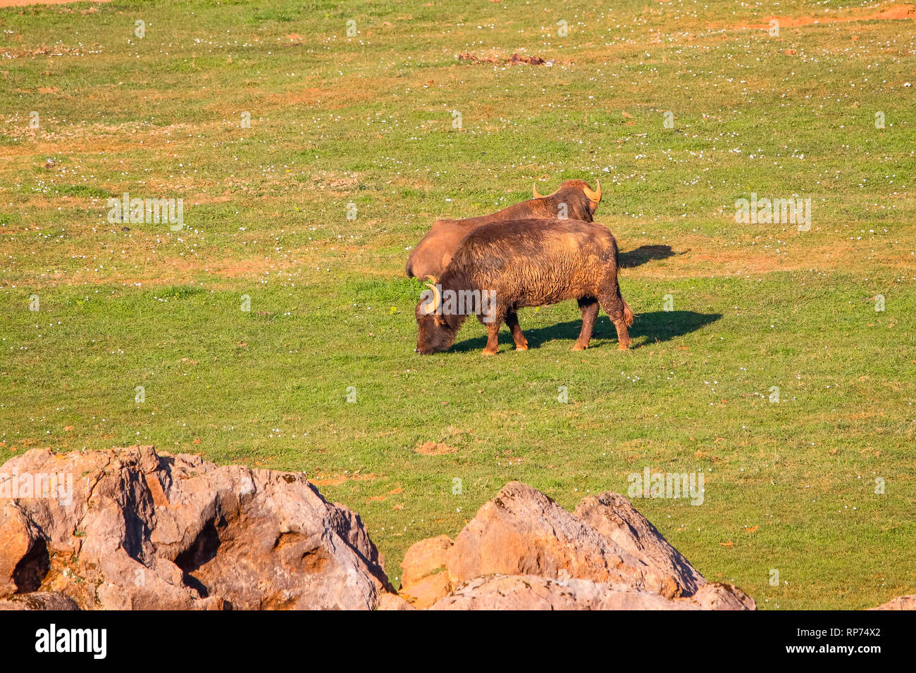 Buffalo in grass field Stock Photo - Alamy