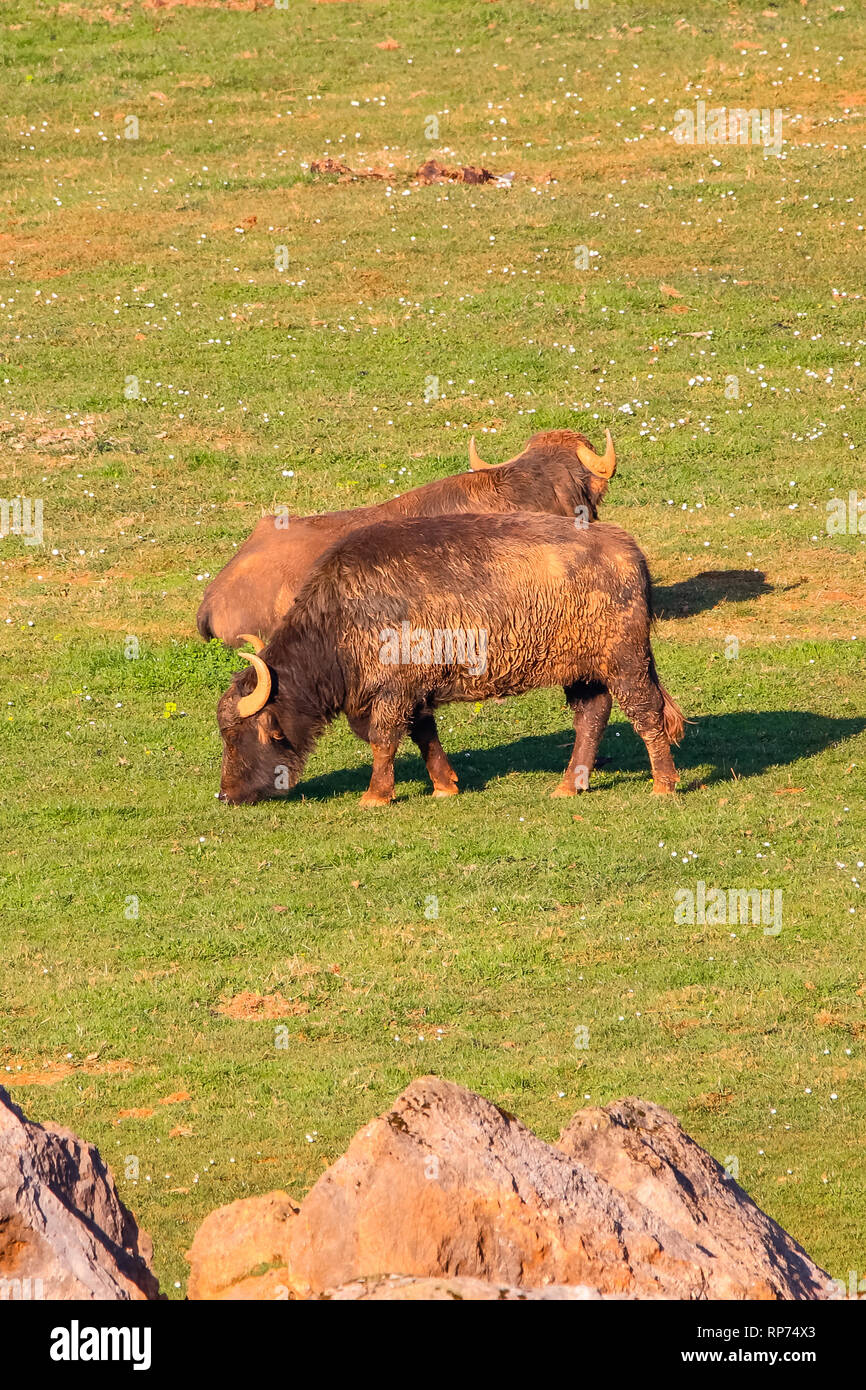 Buffalo in grass field Stock Photo - Alamy