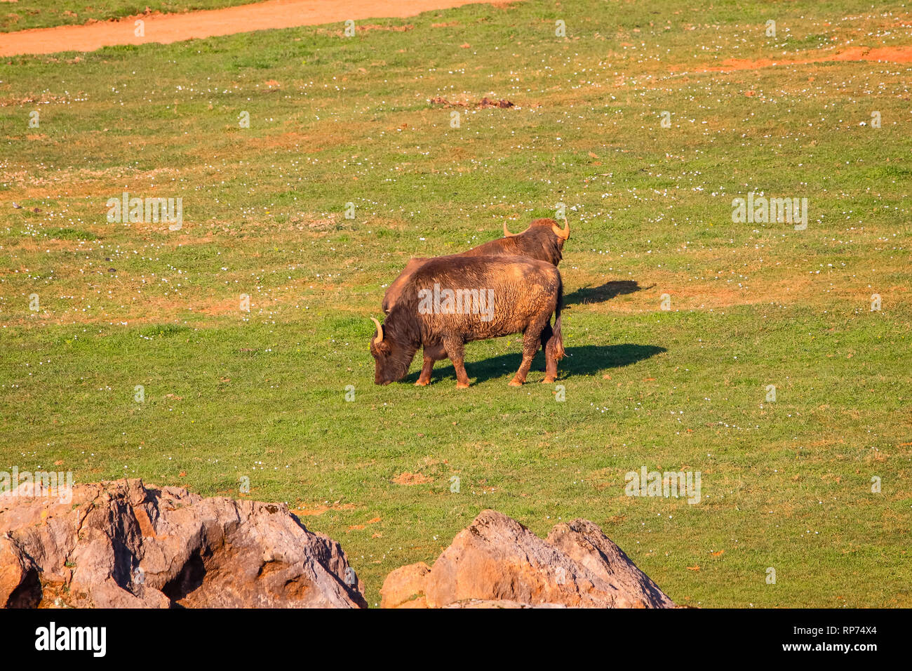 Buffalo in grass field Stock Photo - Alamy