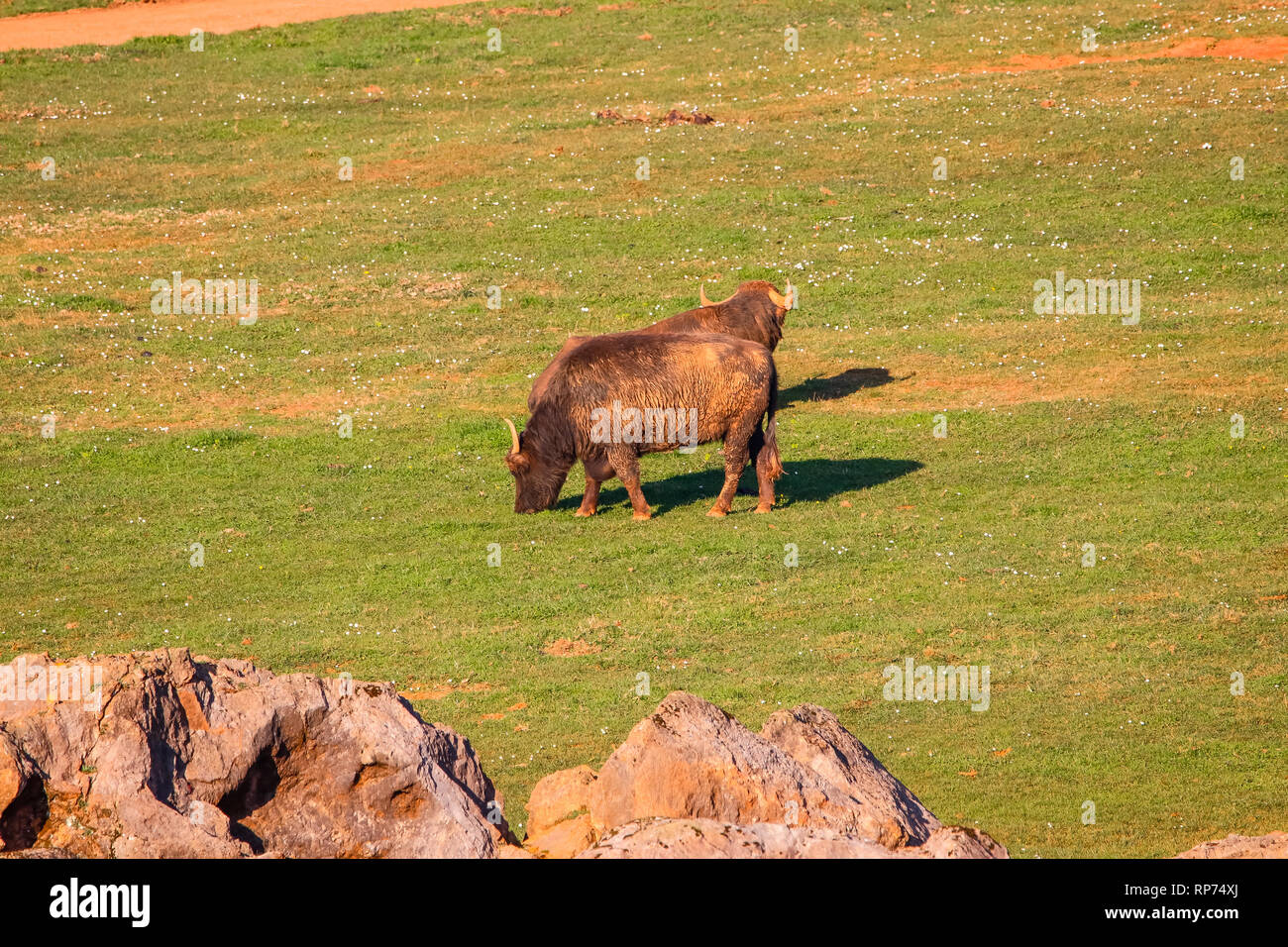 Buffalo in grass field Stock Photo - Alamy
