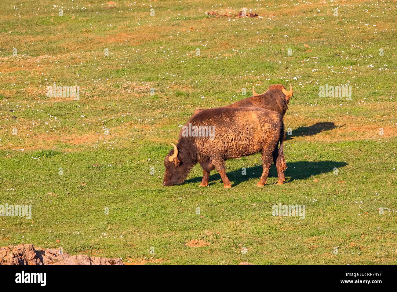 Buffalo in grass field Stock Photo - Alamy