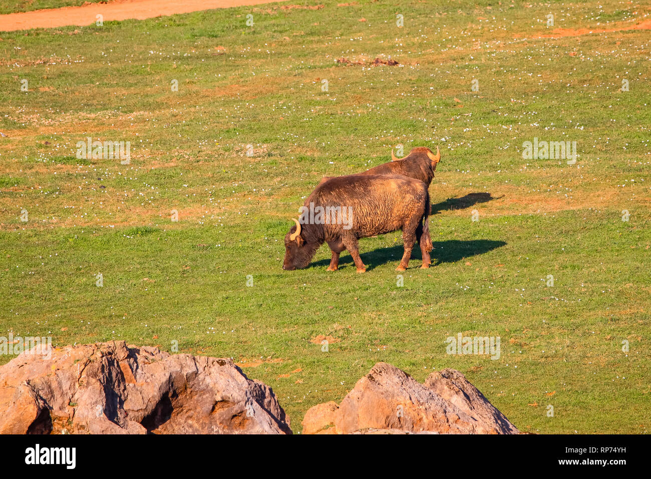 Buffalo in grass field Stock Photo - Alamy