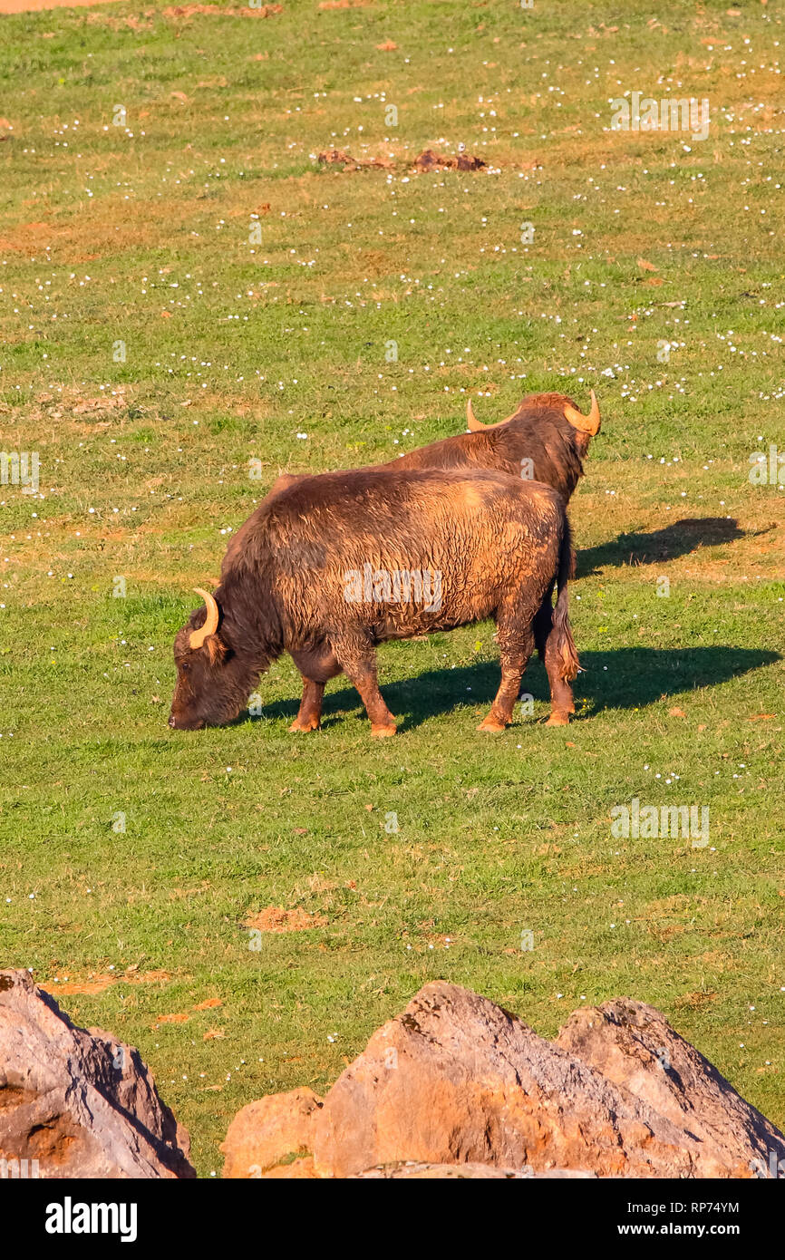 Buffalo in grass field Stock Photo - Alamy