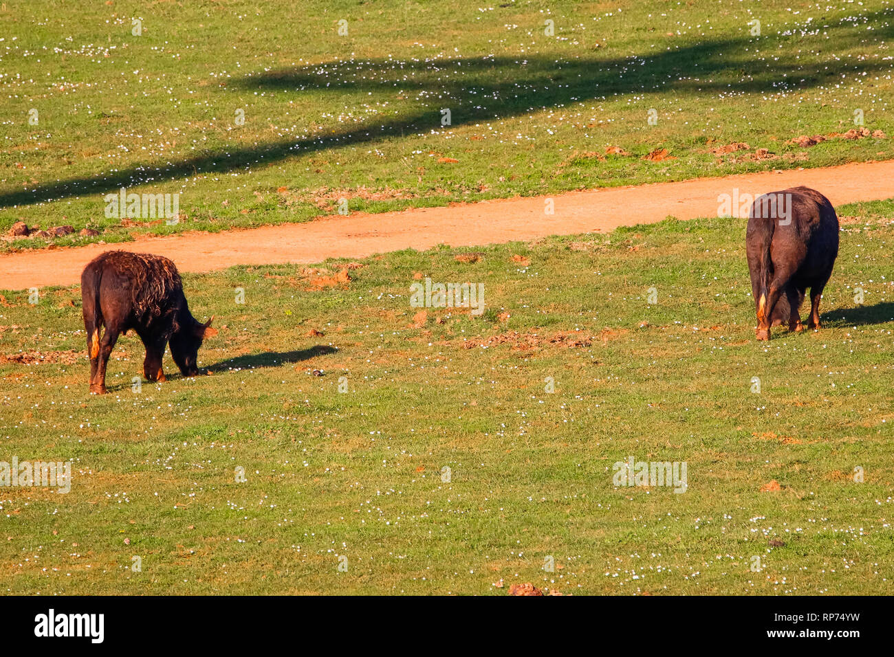 Buffalo in grass field Stock Photo - Alamy
