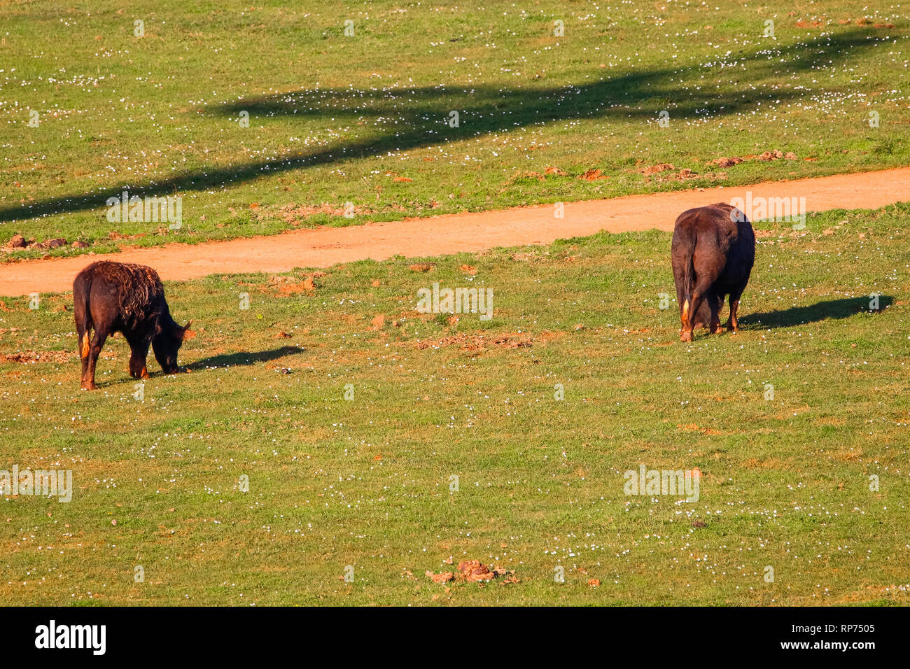 Buffalo in grass field Stock Photo - Alamy