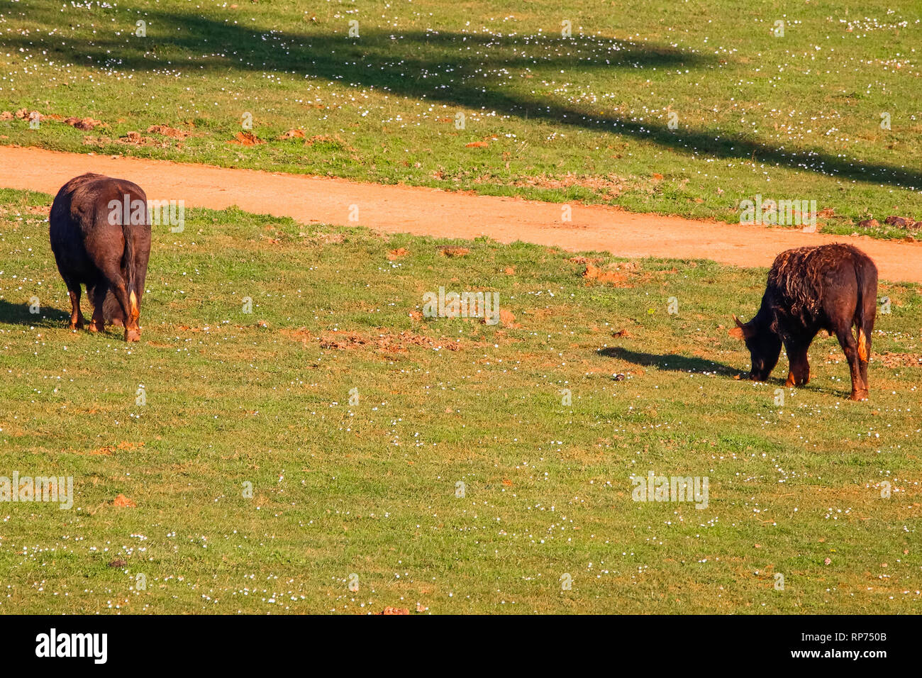Buffalo in grass field Stock Photo - Alamy