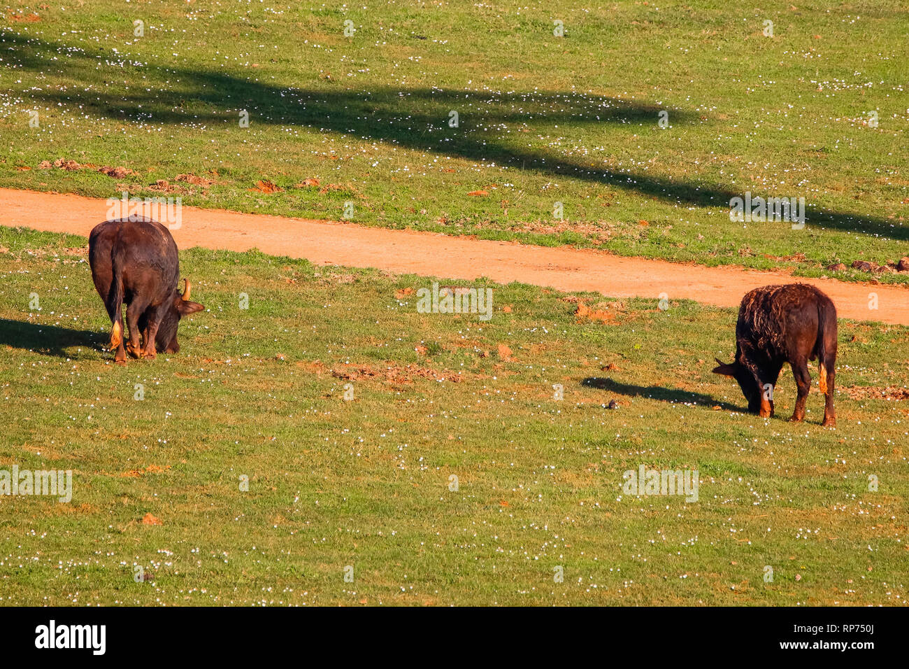Buffalo in grass field Stock Photo - Alamy