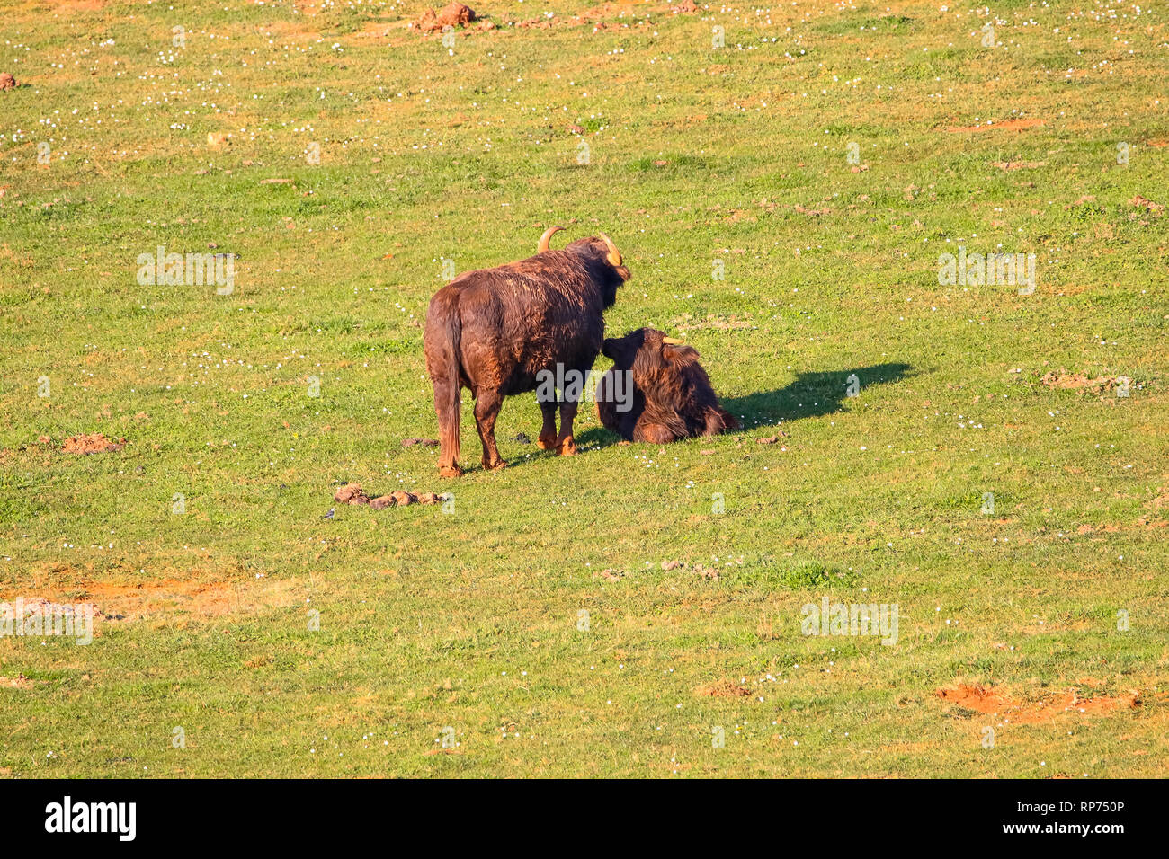 Buffalo in grass field Stock Photo - Alamy