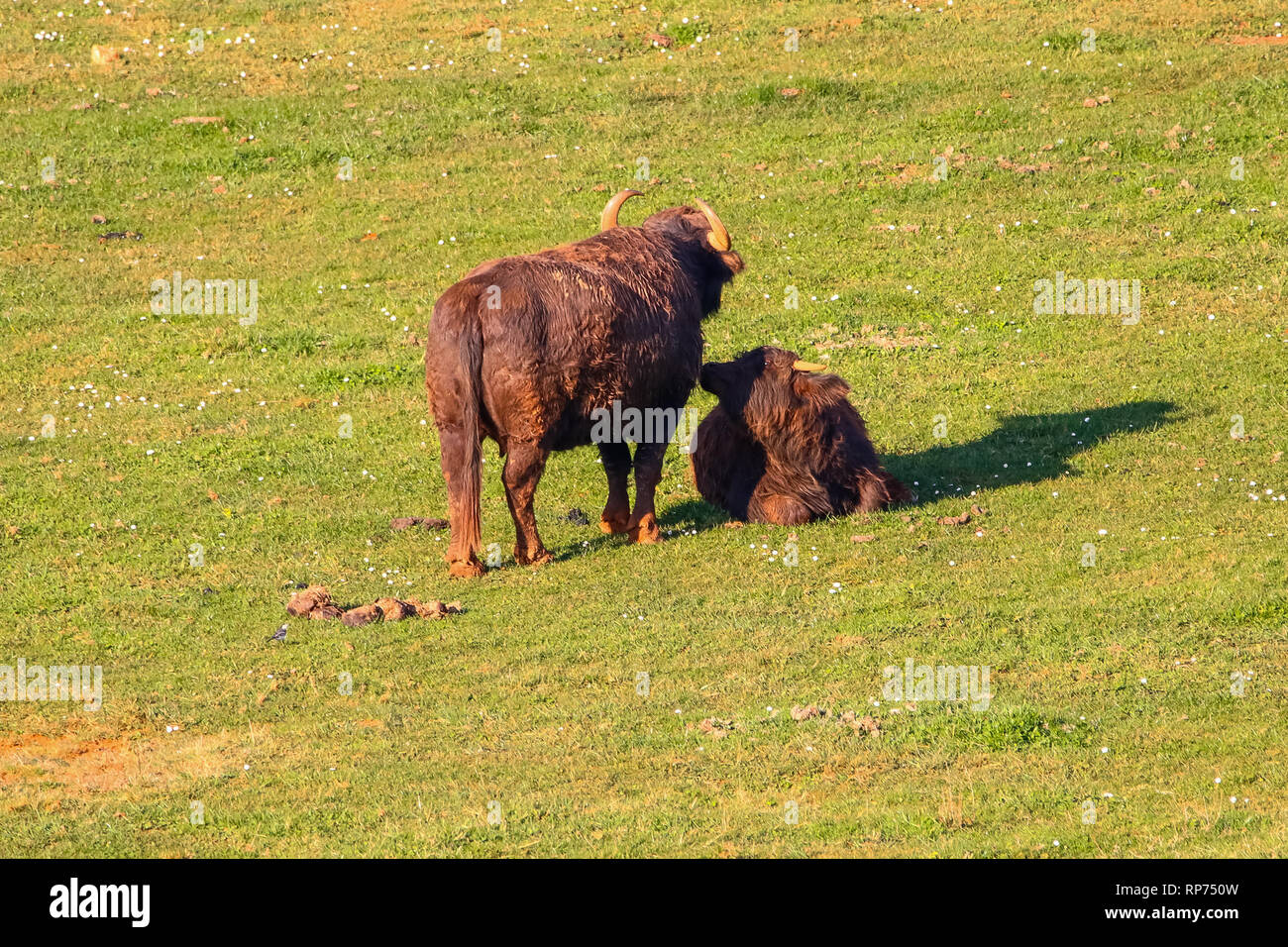 Buffalo in grass field Stock Photo - Alamy