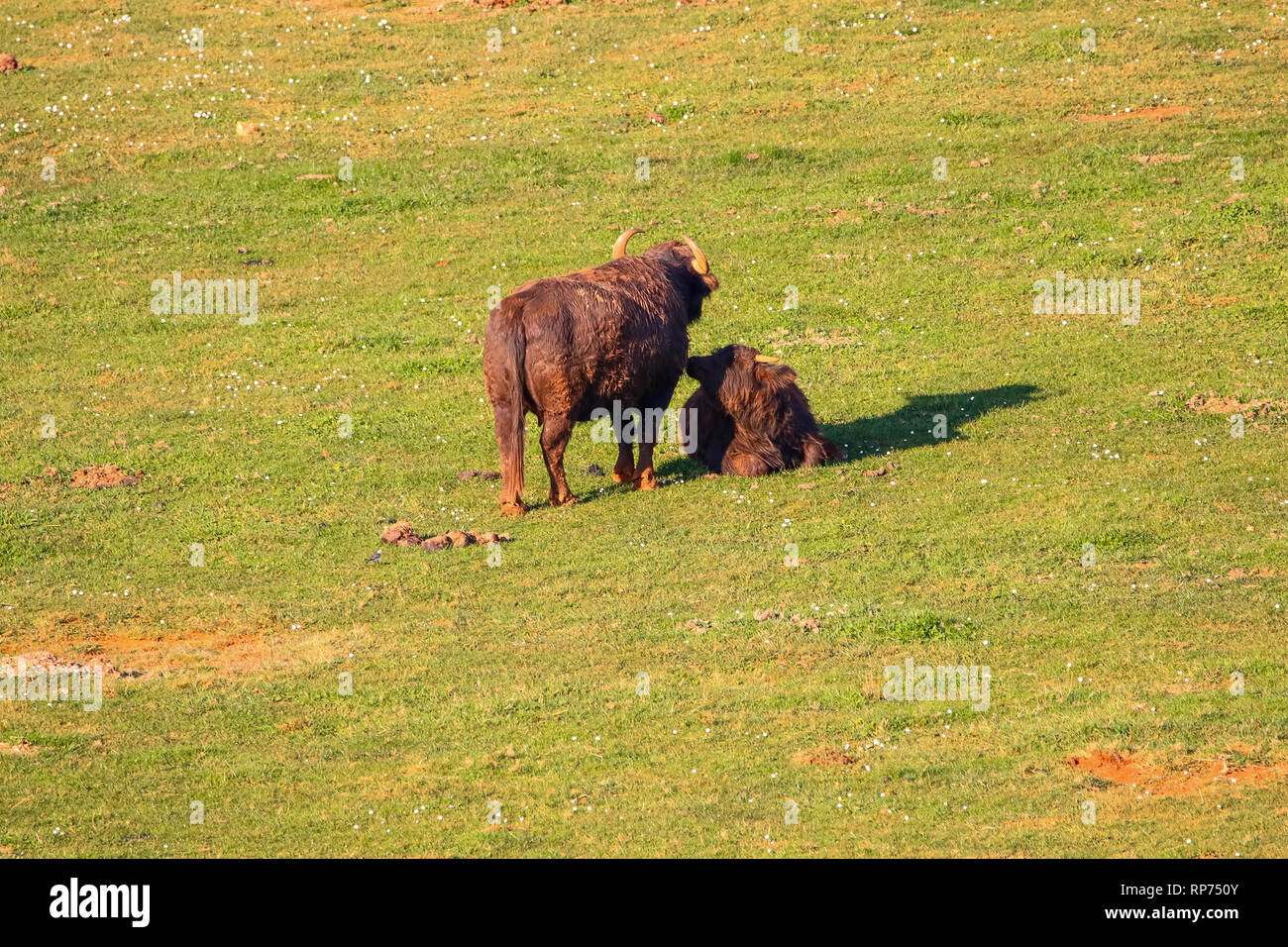 Buffalo in grass field Stock Photo - Alamy