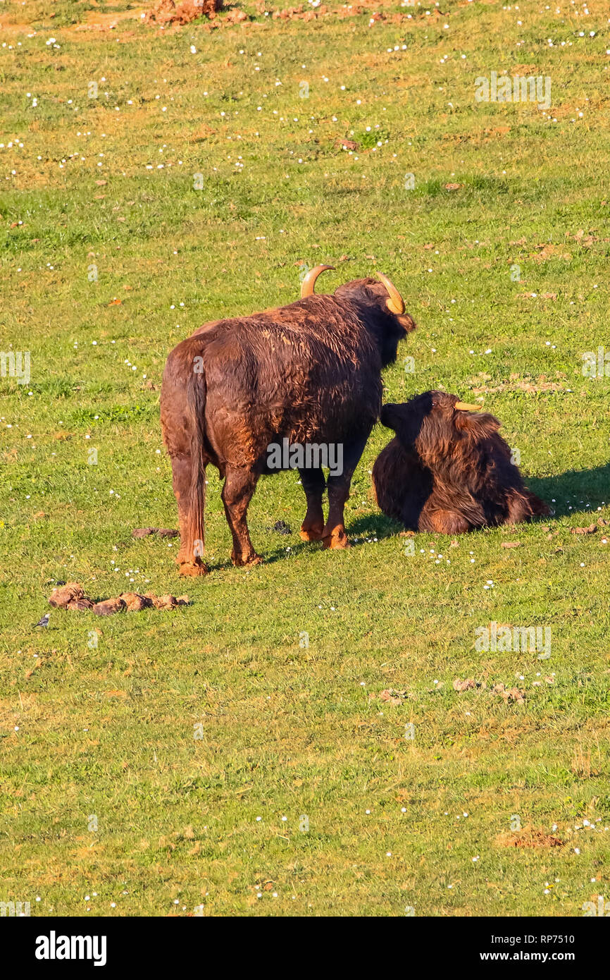 Buffalo in grass field Stock Photo - Alamy