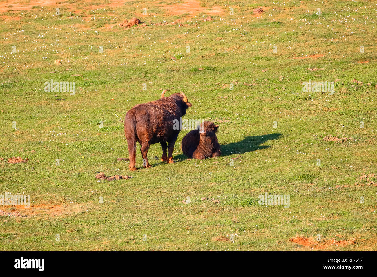 Buffalo in grass field Stock Photo - Alamy