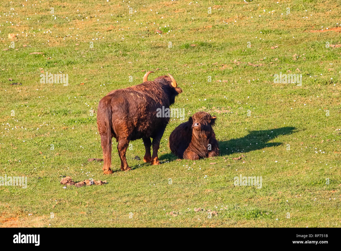 Buffalo in grass field Stock Photo - Alamy