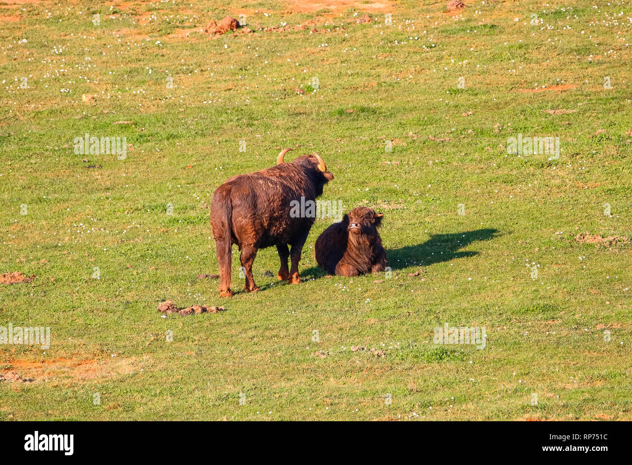 Buffalo in grass field Stock Photo - Alamy