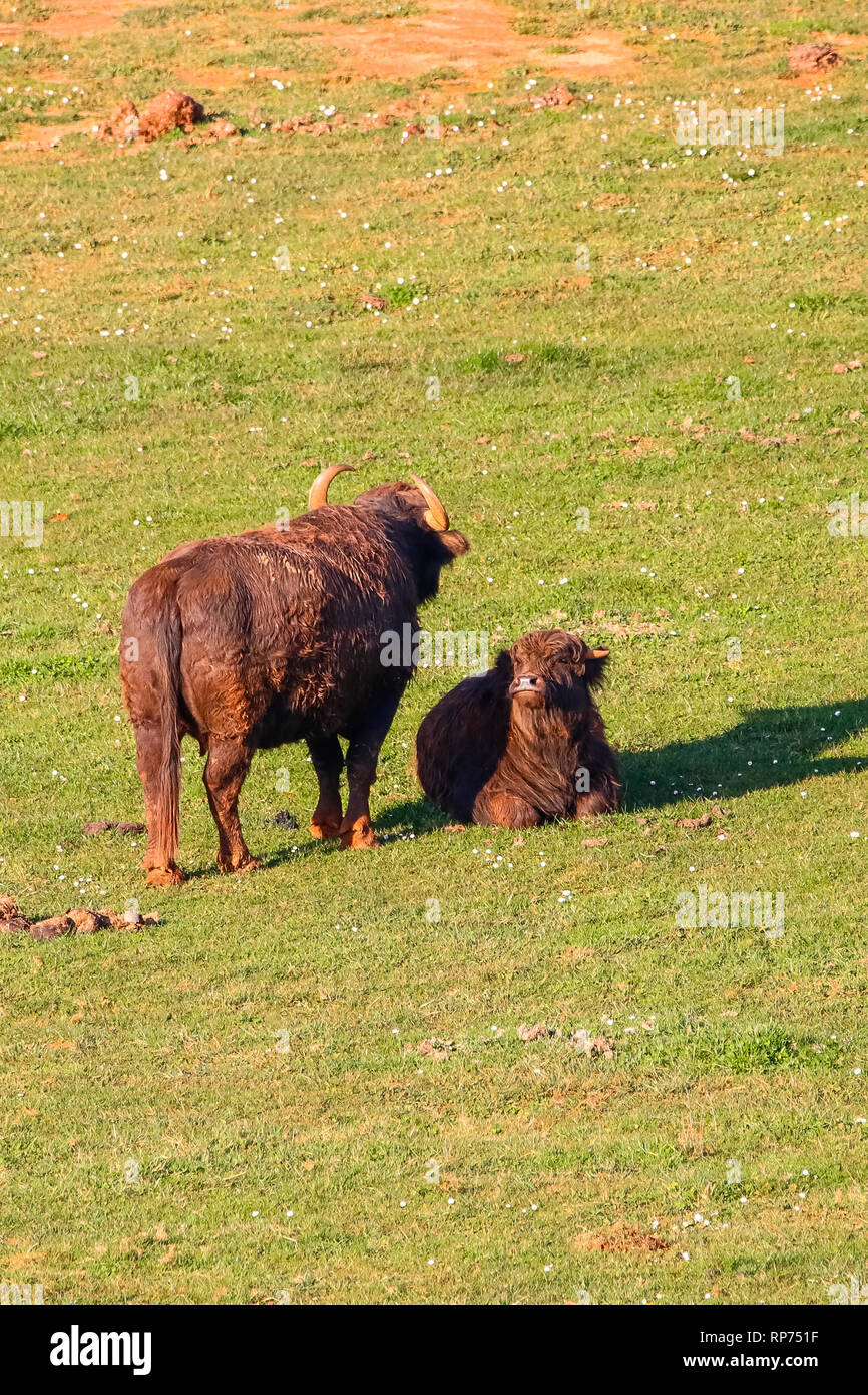 Buffalo in grass field Stock Photo - Alamy
