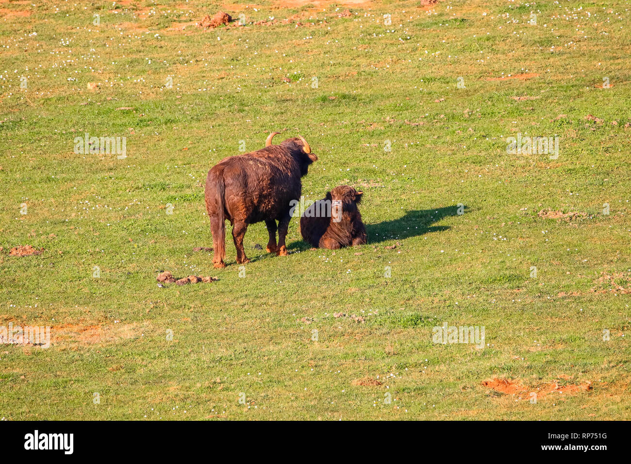 Buffalo in grass field Stock Photo - Alamy