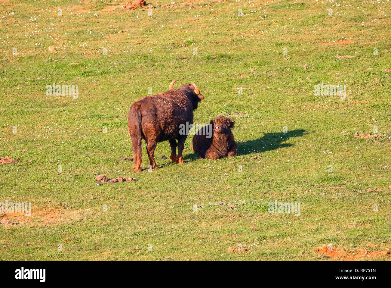 Buffalo in grass field Stock Photo - Alamy
