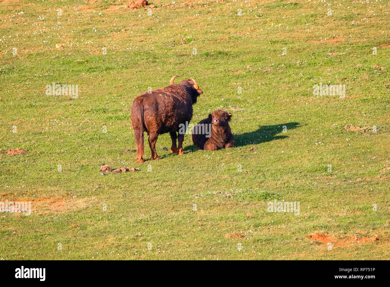 Buffalo in grass field Stock Photo - Alamy
