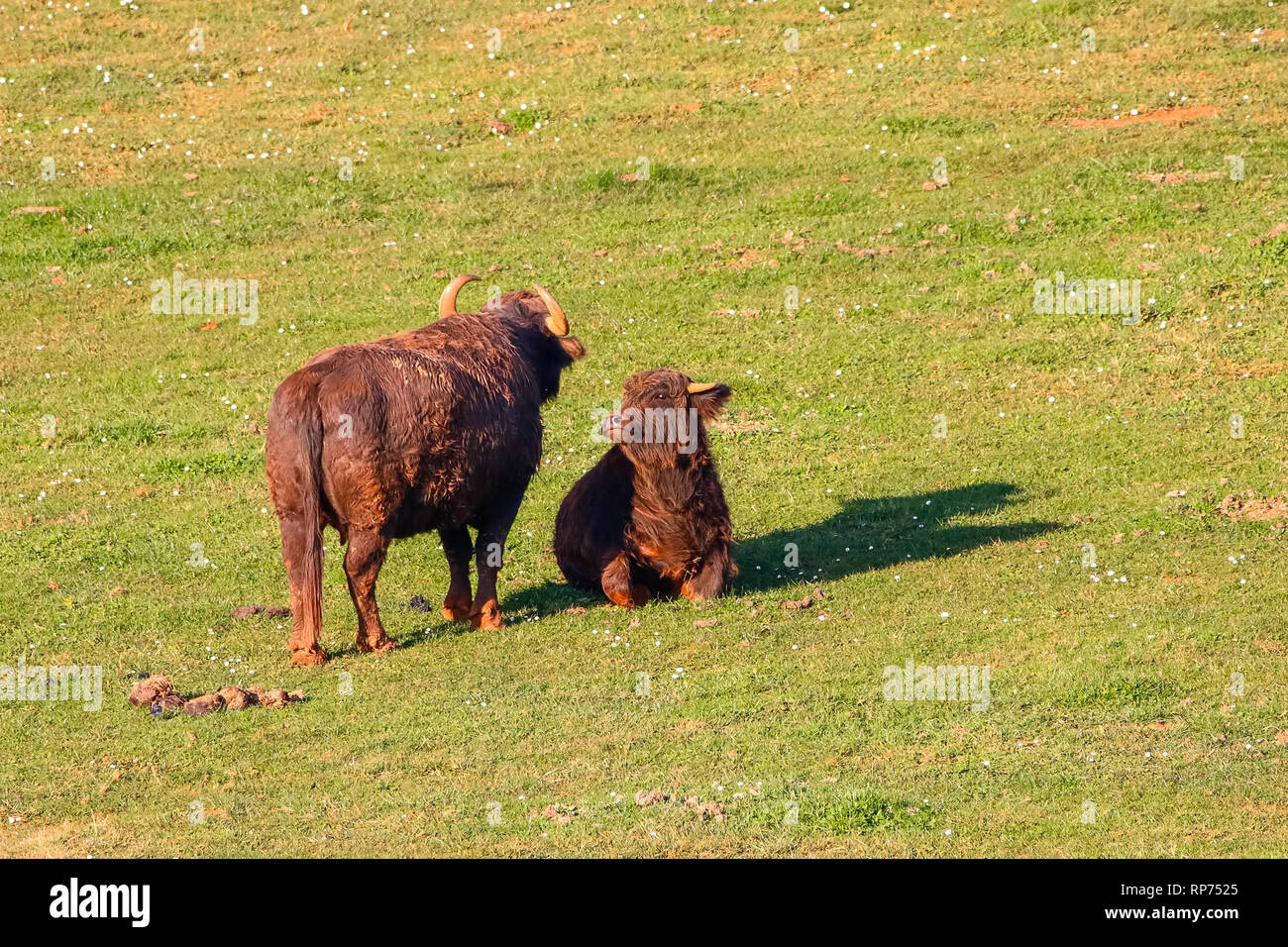 Buffalo in grass field Stock Photo - Alamy