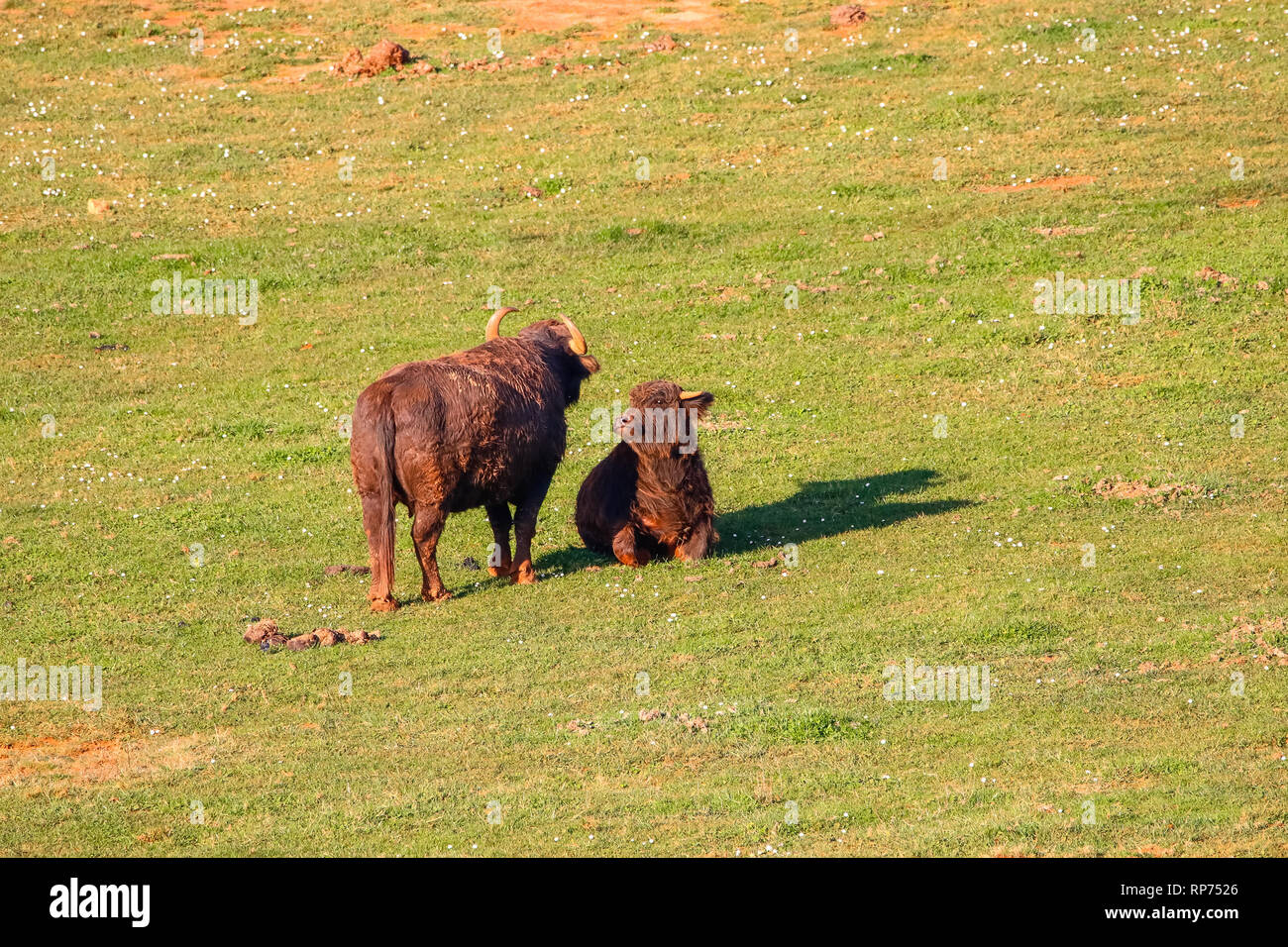 Buffalo in grass field Stock Photo - Alamy